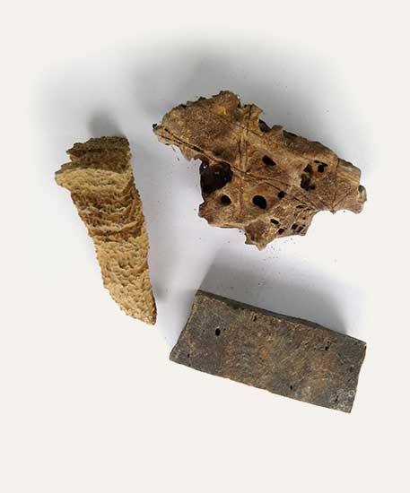 Home - Tankwa Tented Camp